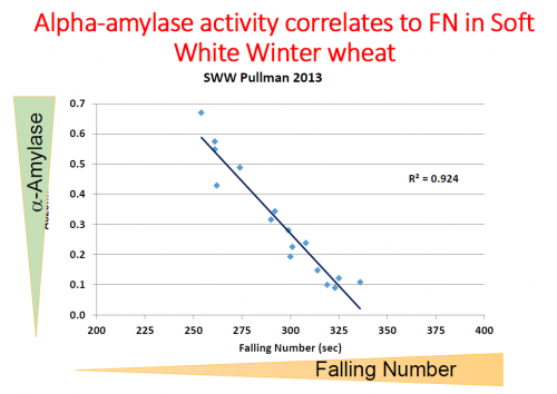What causes low, falling numbers in wheat? - Wheat